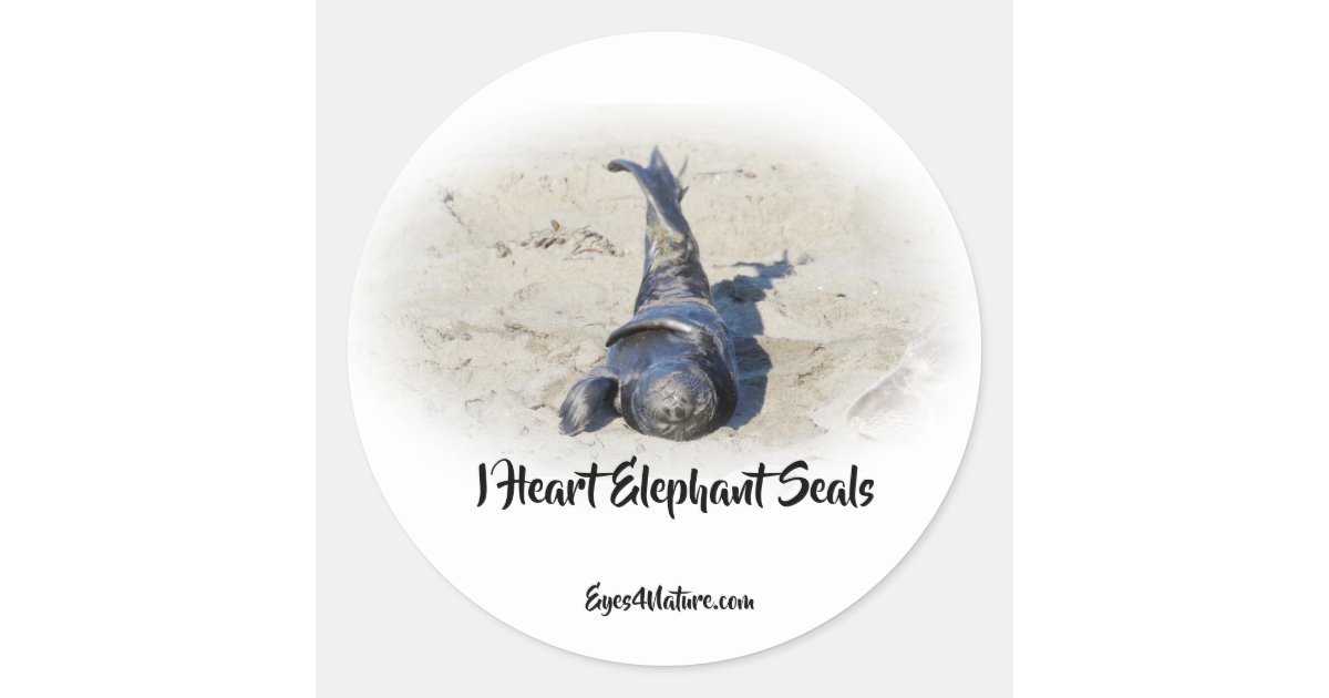 Elephant Seal pup sticker | Zazzle