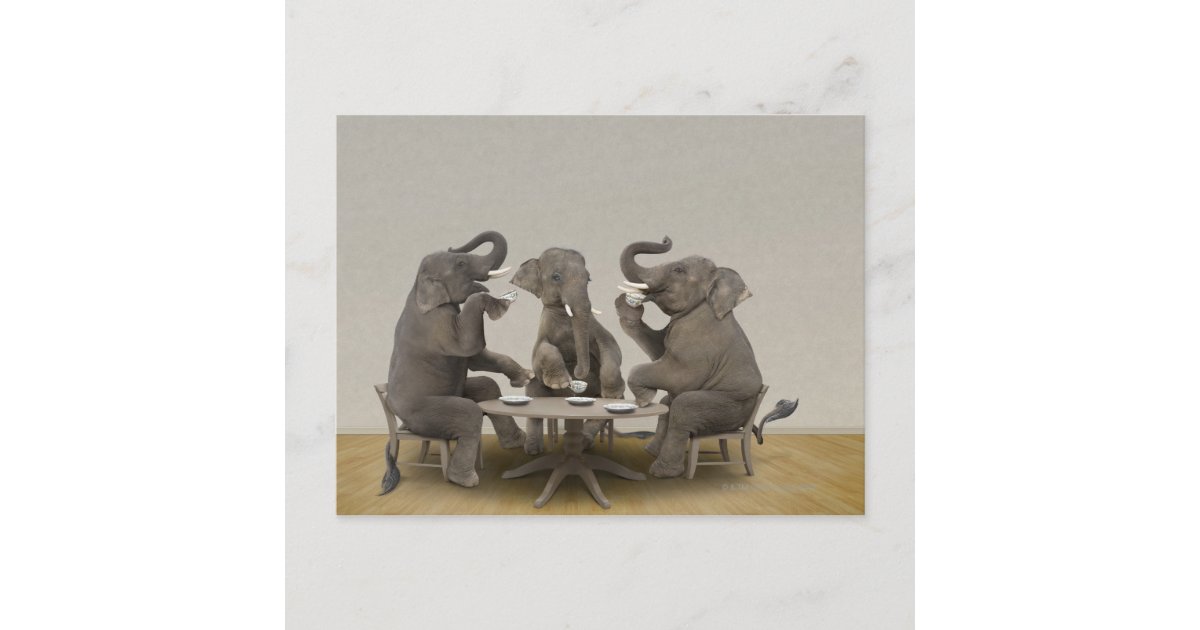 Elephants having tea party postcard | Zazzle.com
