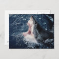 Elevated Shark mouth open Postcard | Zazzle