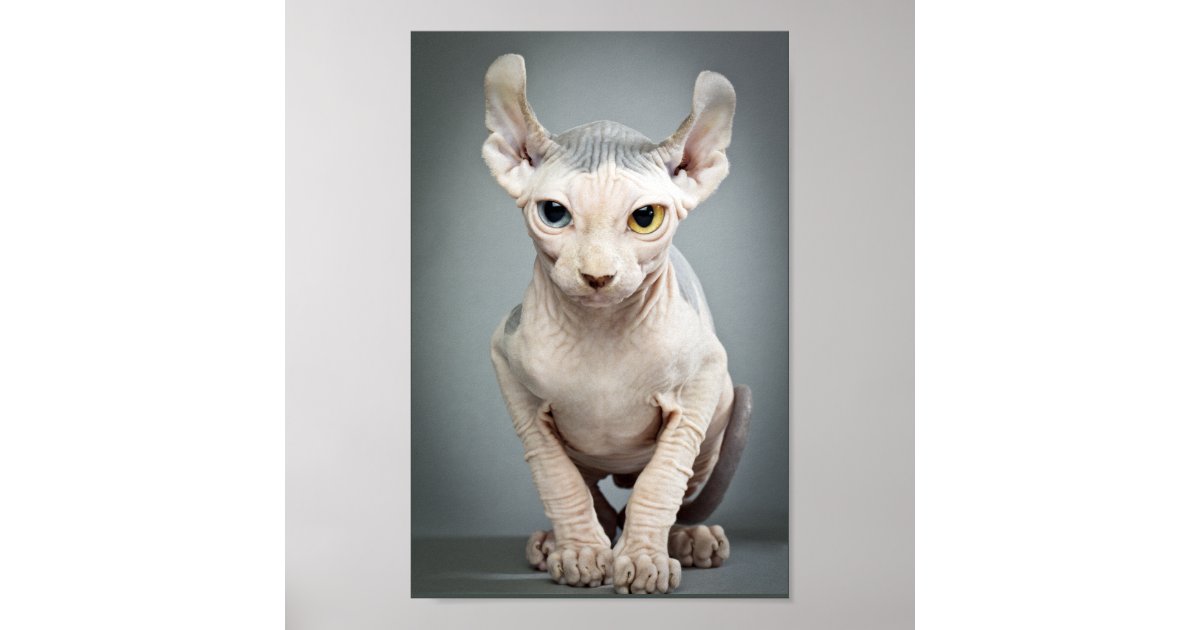 Elf Sphinx Cat Photograph Poster | Zazzle