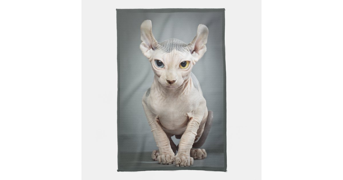 Elf Sphinx Cat Photograph Towel | Zazzle