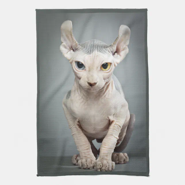 Elf Sphinx Cat Photograph Towel | Zazzle