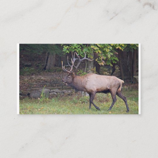 Elk 2 business card | Zazzle.com