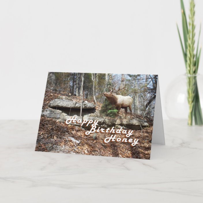Elk Birthday card | Zazzle.com