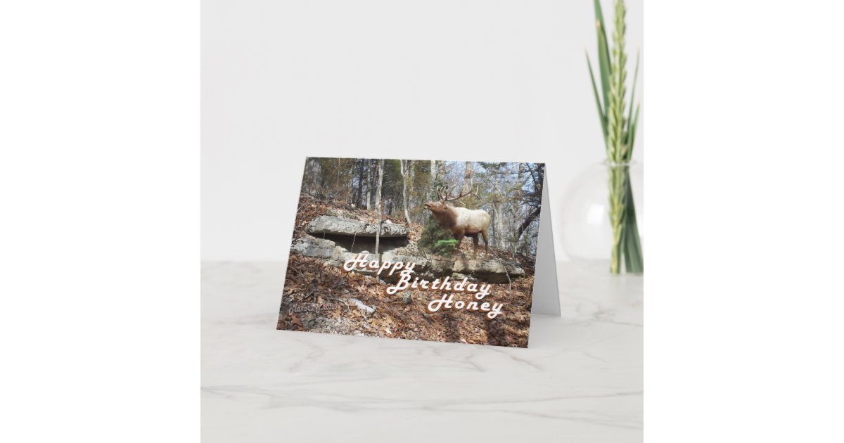 Elk Birthday card | Zazzle