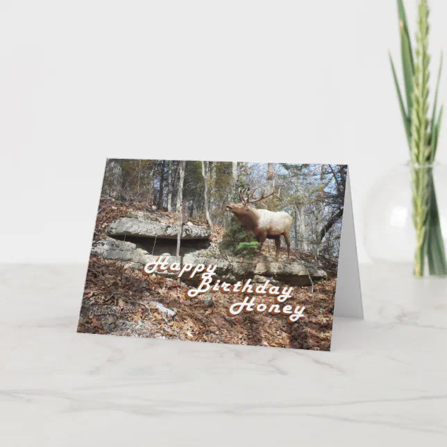 Elk Birthday card | Zazzle