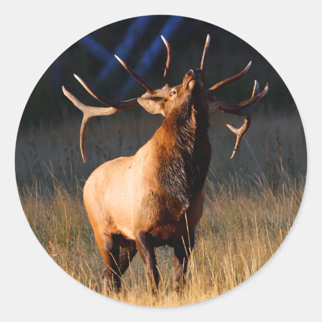 elk classic round sticker | Zazzle