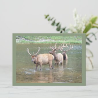 Elk Hunting Cards for Get Well, Hunter Birthday | Zazzle