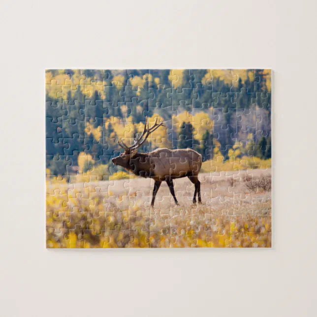 Elk in Rocky Mountain National Park, Colorado Jigsaw Puzzle | Zazzle