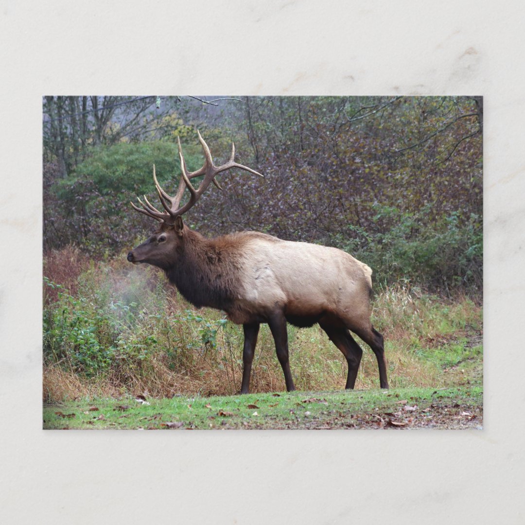 Elk Postcard | Zazzle