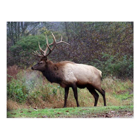 Elk Postcard | Zazzle.com
