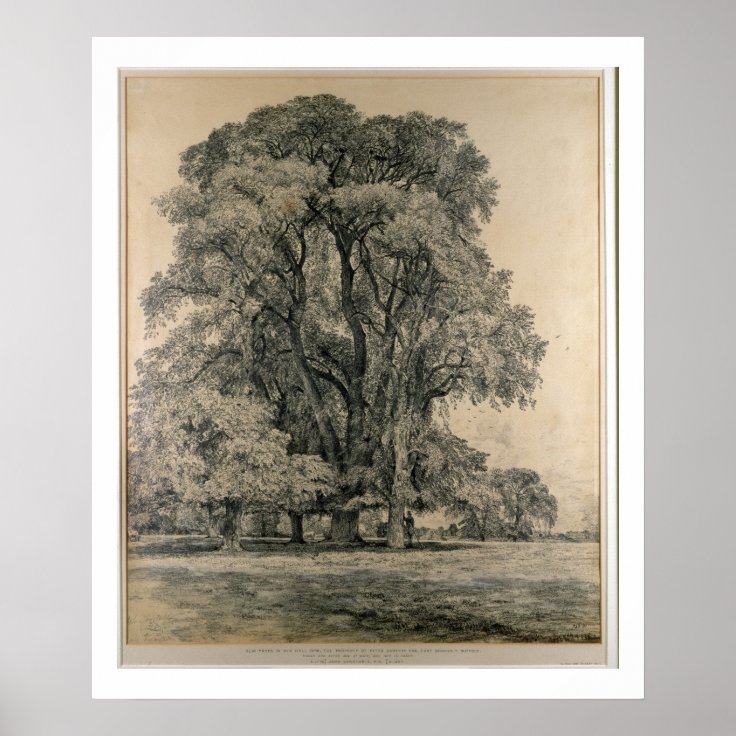 Elm trees in Old Hall Park, East Bergholt, 1817 (p Poster | Zazzle