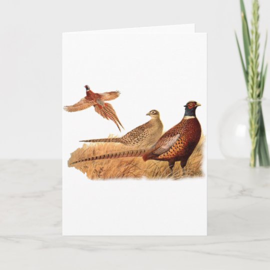 Elusive Pheasant Bird Hunting Card | Zazzle.com