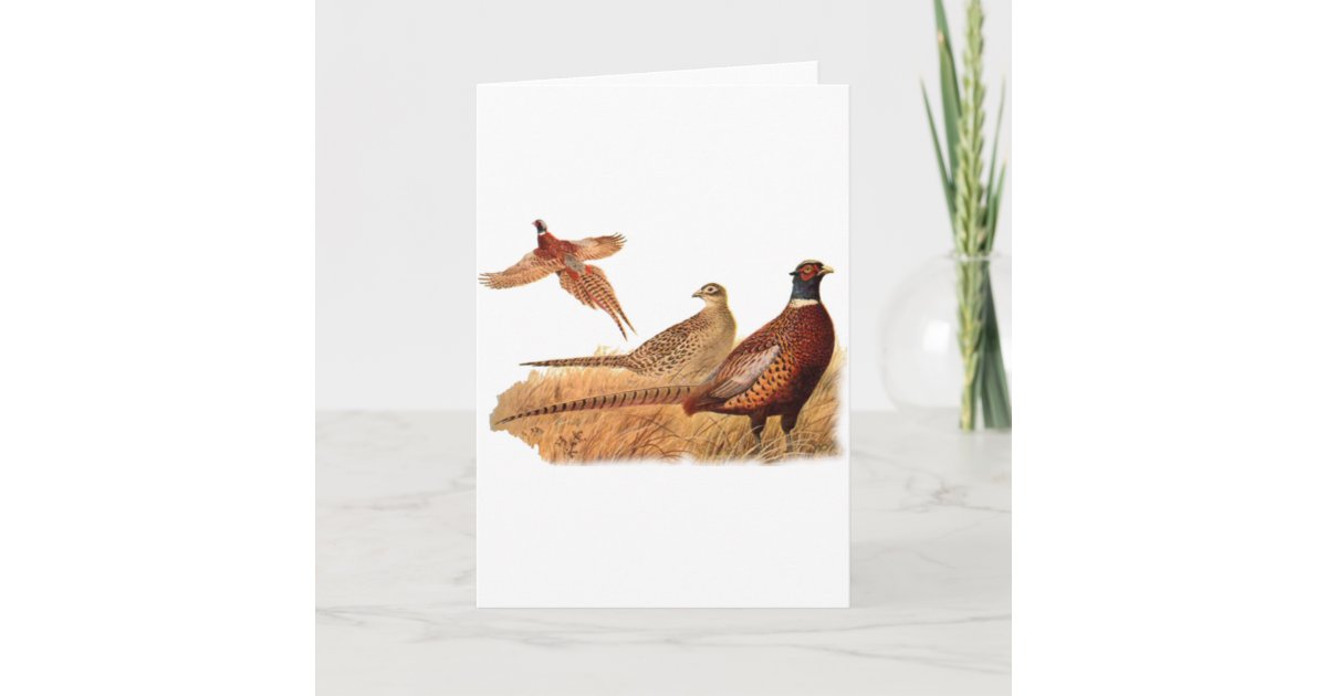 Elusive Pheasant Bird Hunting Card | Zazzle