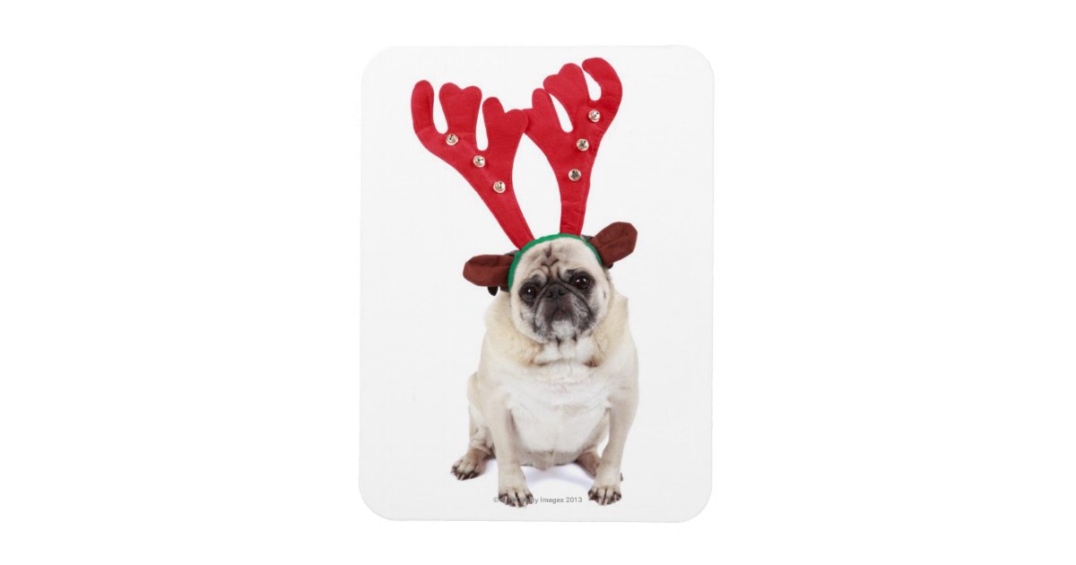 Embarrassed looking Pug wearing Reindeer Antlers Magnet | Zazzle