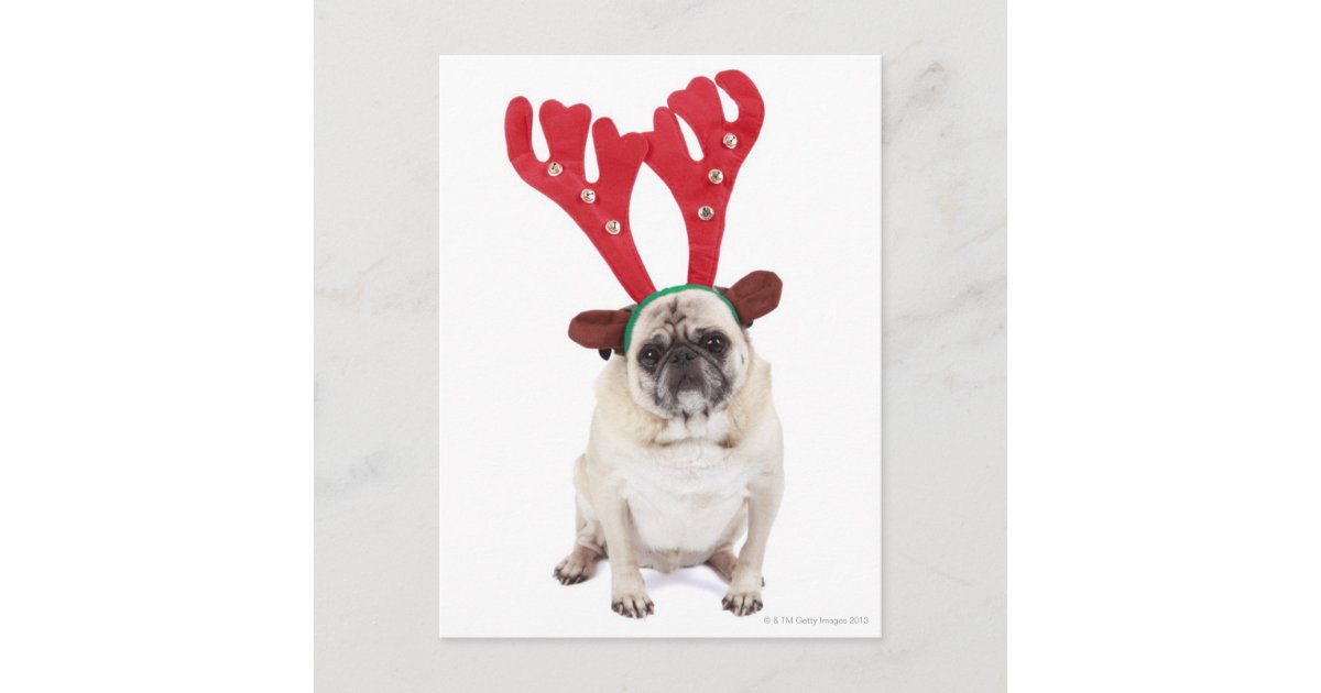 Embarrassed looking Pug wearing Reindeer Antlers Postcard | Zazzle