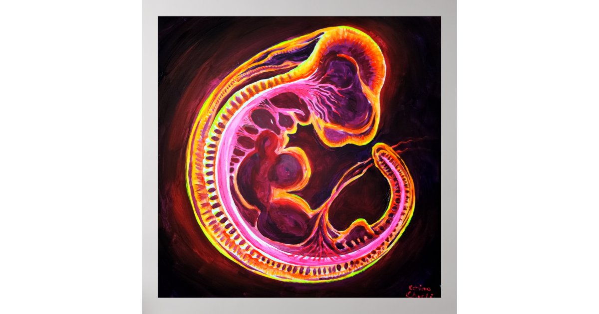 Embryo Poster | Zazzle