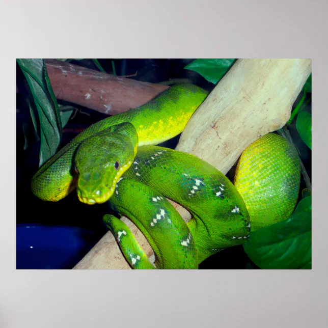 Emerald Tree Boa Poster | Zazzle