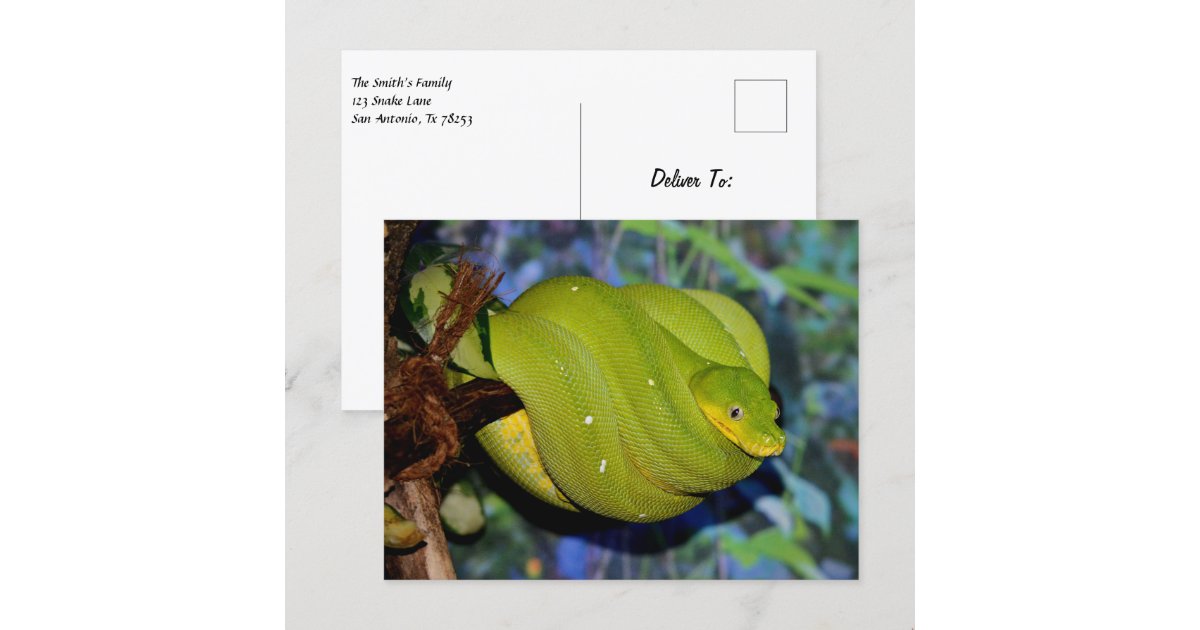 Emerald Tree Boa Snake Postcard | Zazzle