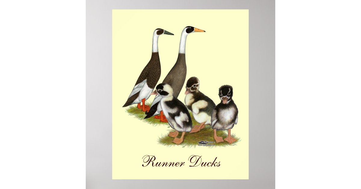 Emery Penciled Runner Duck Family Poster | Zazzle