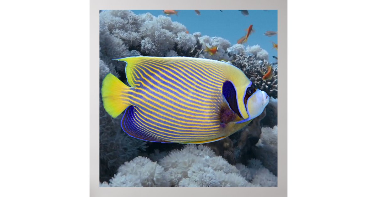 Emperor Angel Fish Poster | Zazzle