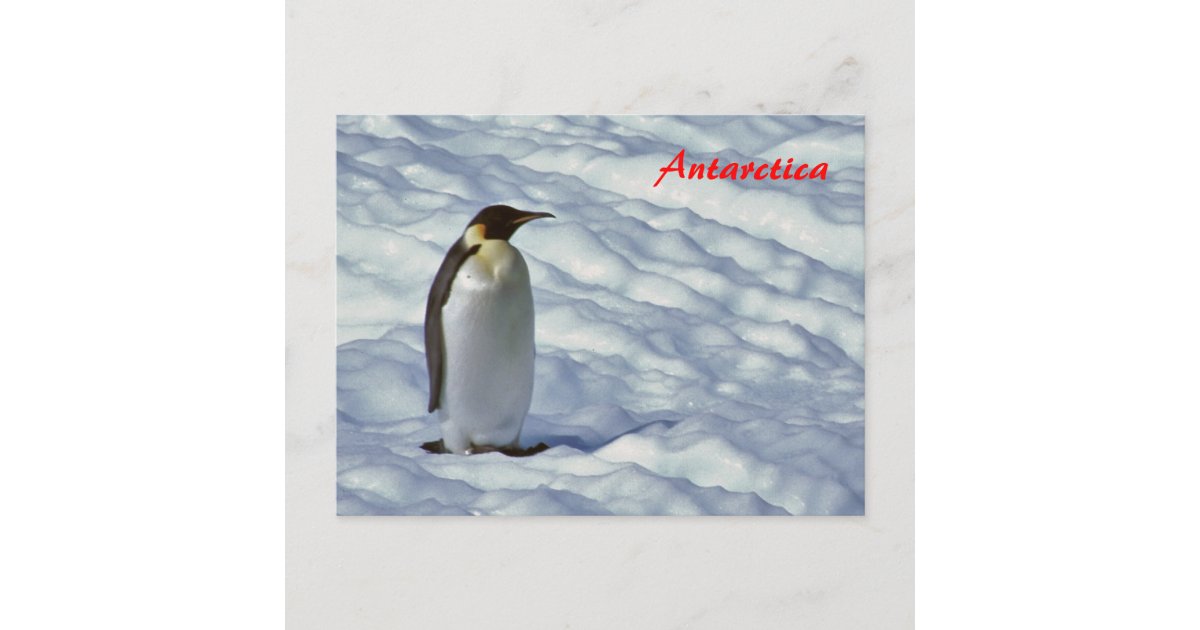 Emperor Penguin Antarctica postcard | Zazzle