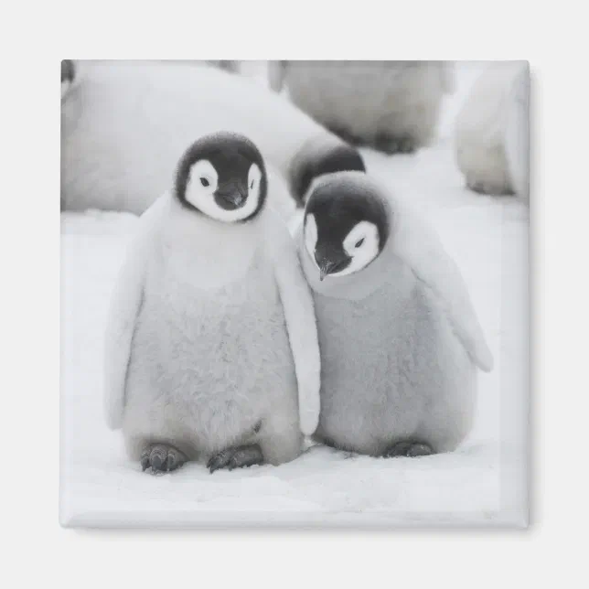 Emperor Penguin Chicks on Ice in Antarctica Magnet | Zazzle
