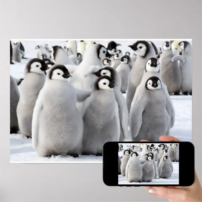 Emperor Penguin Chicks poster | Zazzle