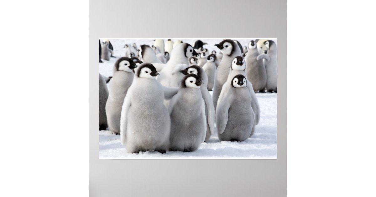 Emperor Penguin Chicks poster | Zazzle
