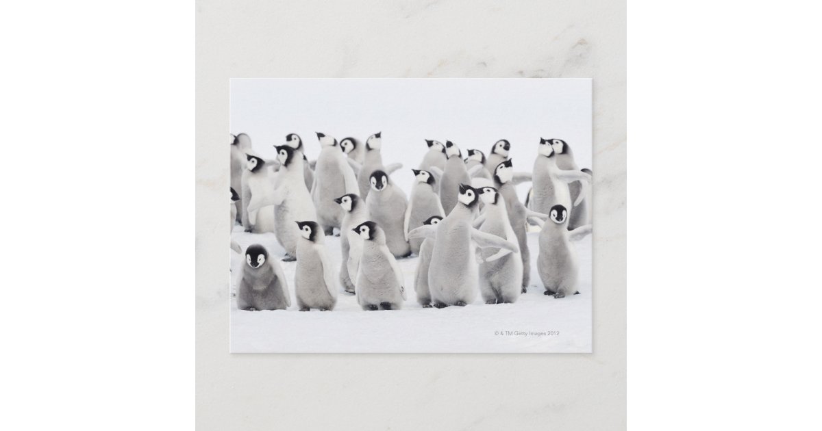 Emperor penguin postcard | Zazzle