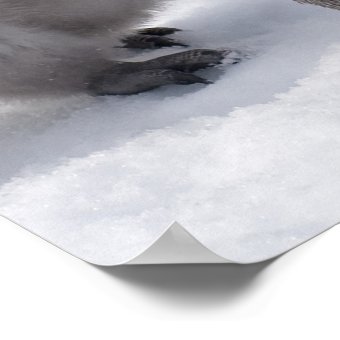 Emperor penguin with chicks poster | Zazzle