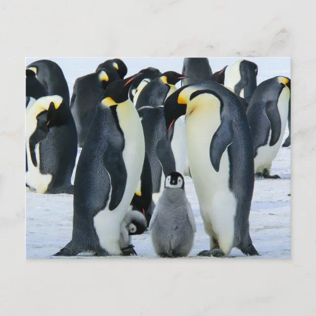 Emperor penguins postcard | Zazzle
