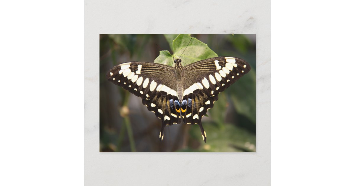 Emperor Swallowtail Butterfly Postcard | Zazzle