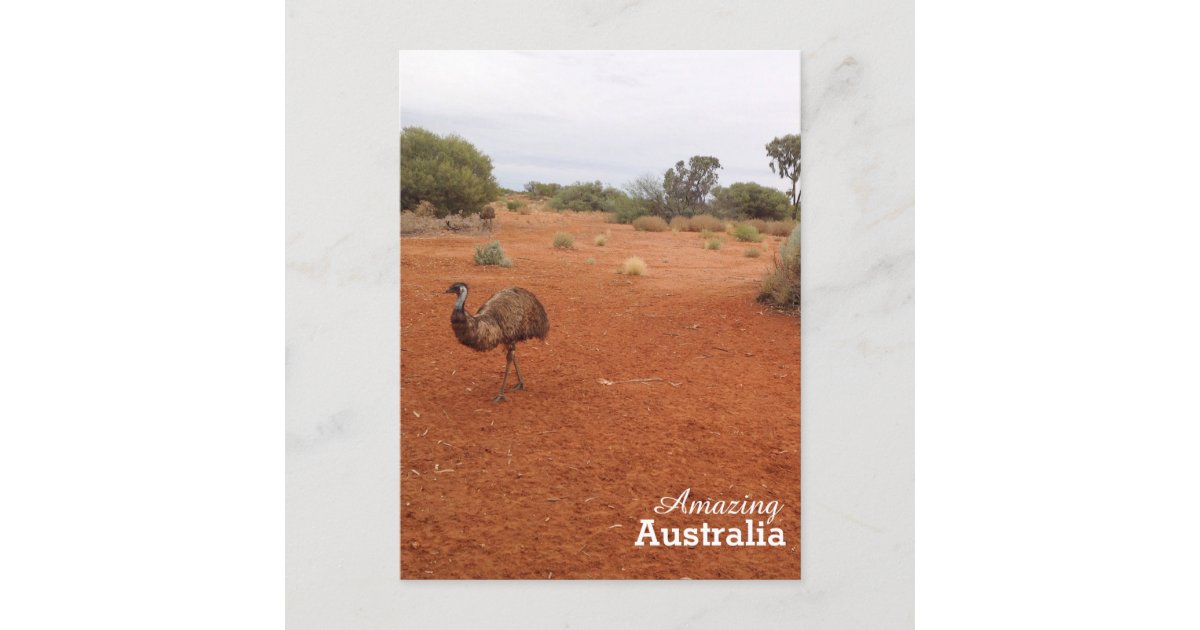 Emu in the Australian outback postcard | Zazzle