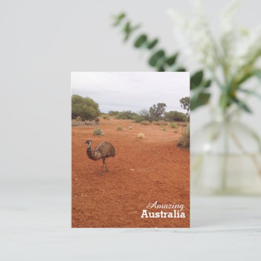 Emu in the Australian outback postcard | Zazzle