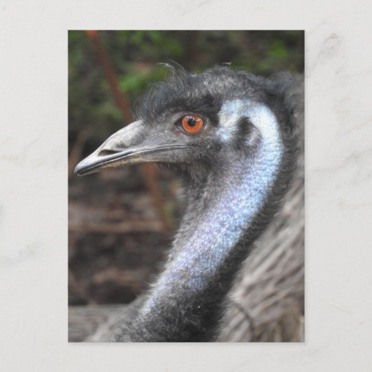 Emu Postcard | Zazzle.com