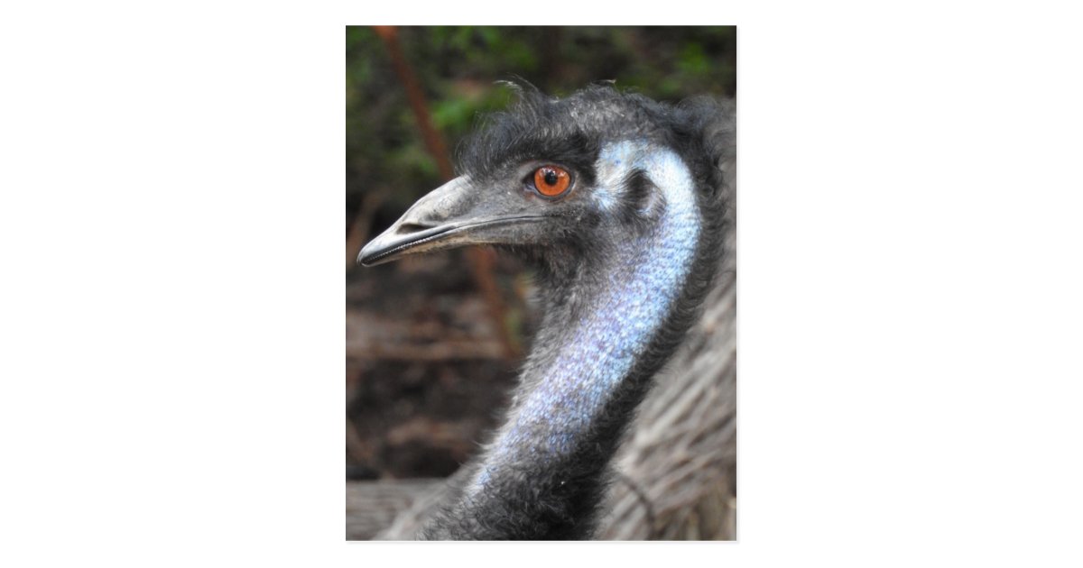 Emu Postcard | Zazzle.com