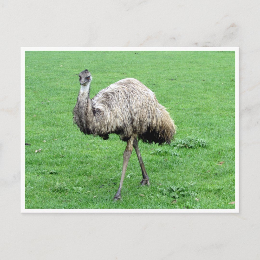 emu postcard | Zazzle