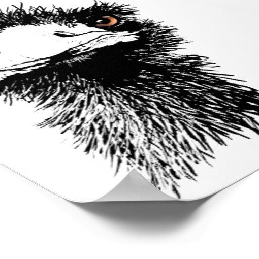 Emu Poster | Zazzle