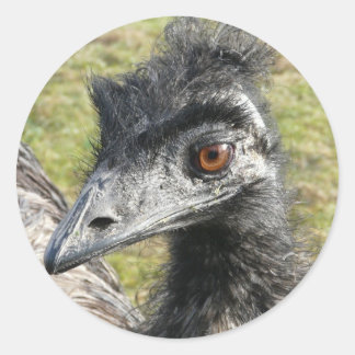 Emu Stickers | Zazzle