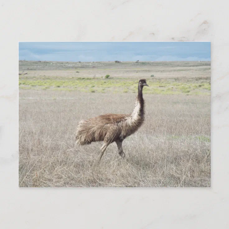 emu stride postcard | Zazzle