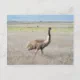 emu stride postcard | Zazzle