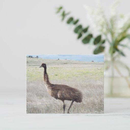 emu walk postcard | Zazzle