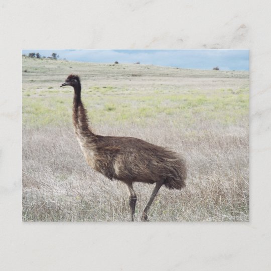 emu walk postcard | Zazzle.com