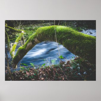 Enchanted magical forest poster | Zazzle