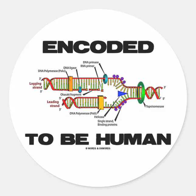 Encoded To Be Human (DNA Replication) Classic Round Sticker | Zazzle
