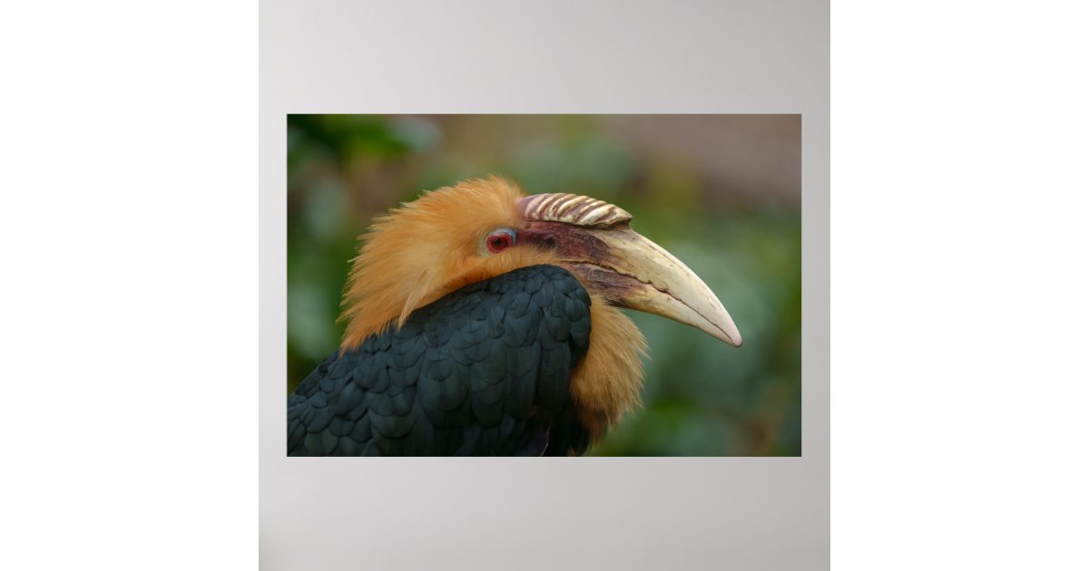 Encounter with the Male Blyth's Hornbill Poster | Zazzle