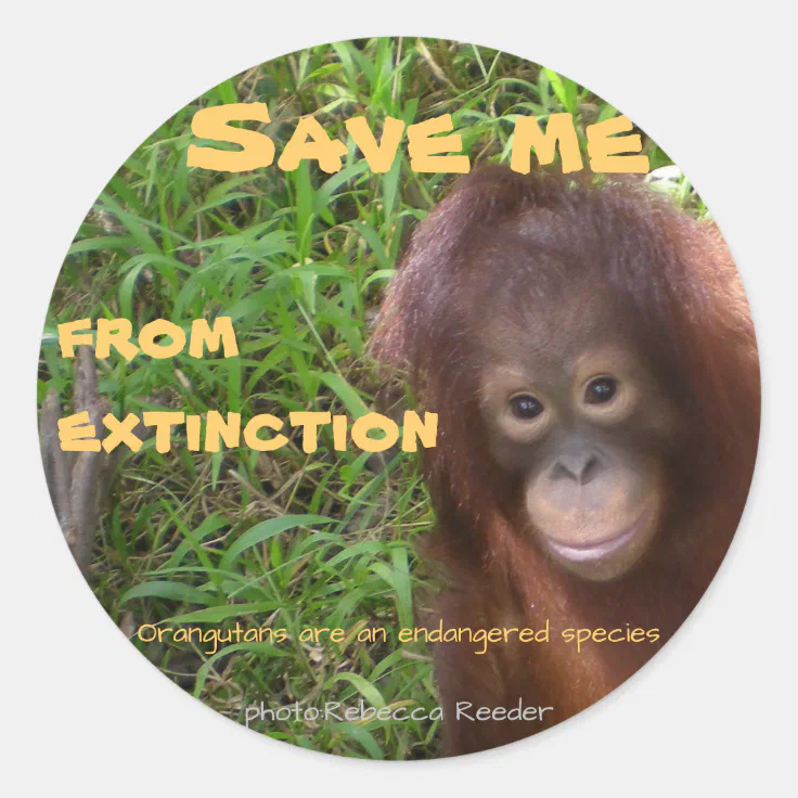 Endangered Species Orangutan Wildlife Classic Round Sticker | Zazzle