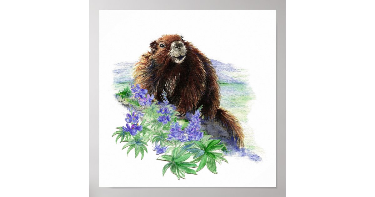 Endangered Vancouver Island Marmot Poster | Zazzle
