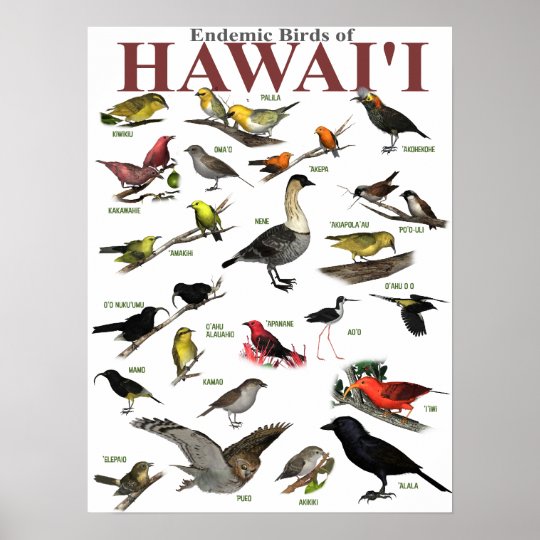 Endemic Birds of Hawai'i Poster | Zazzle.com